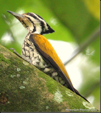 I M A G E S of N A T U R E: My Collection of Birds from birding trips.